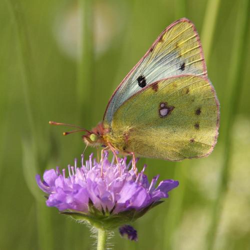 Colias (Ivvavik National Park) · iNaturalist