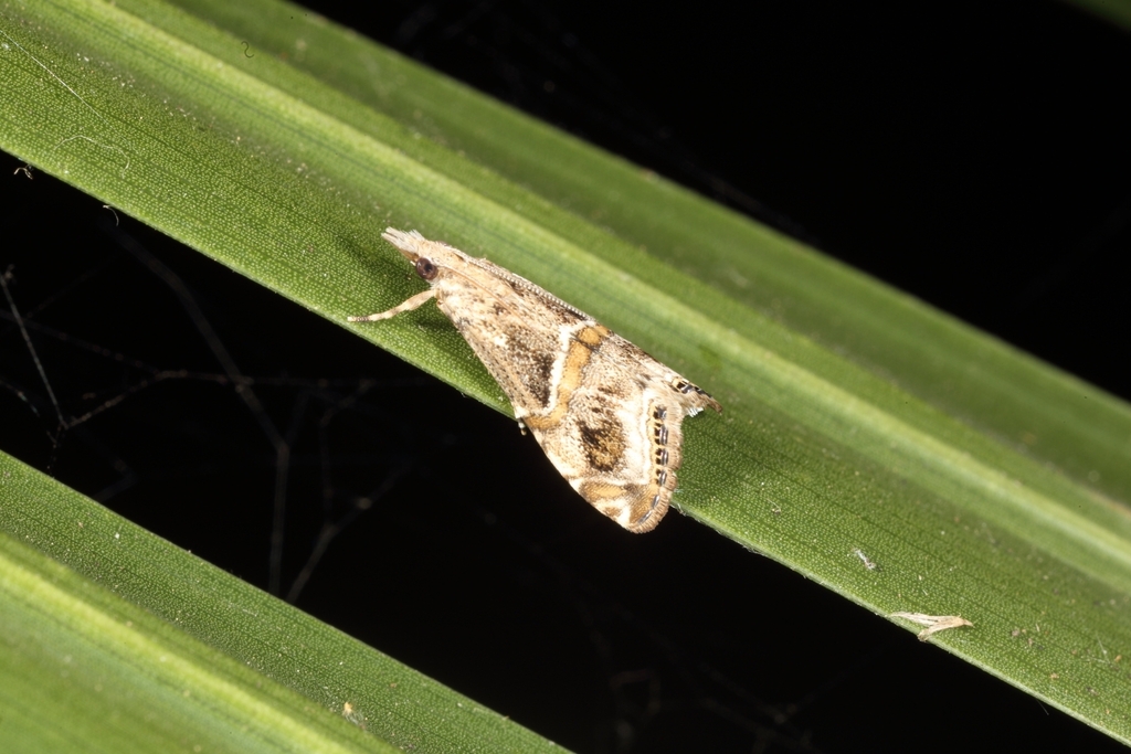 Euchromius cambridgei from 00055 Ladispoli RM, Italia on June 21, 2023 ...
