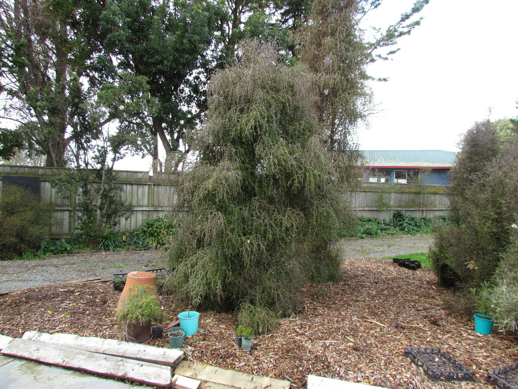 Weeping Mapou from Iona, Havelock North 4130, New Zealand on June 25 ...