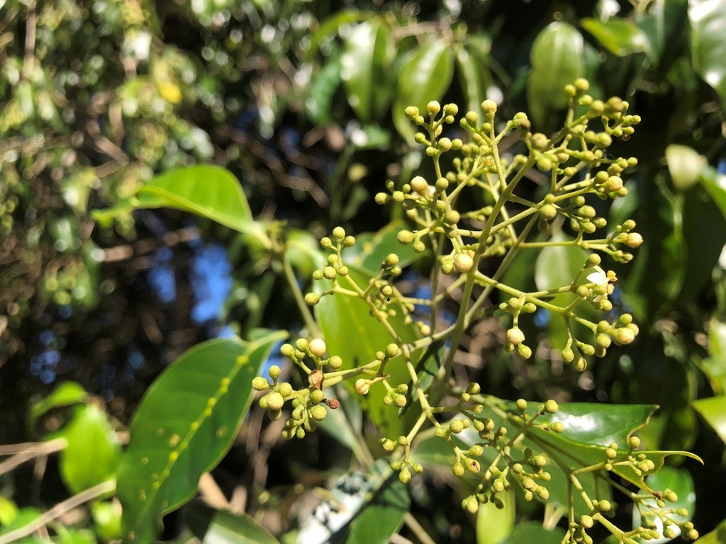 Australian Olive (Olea paniculata) - Botanical Realm