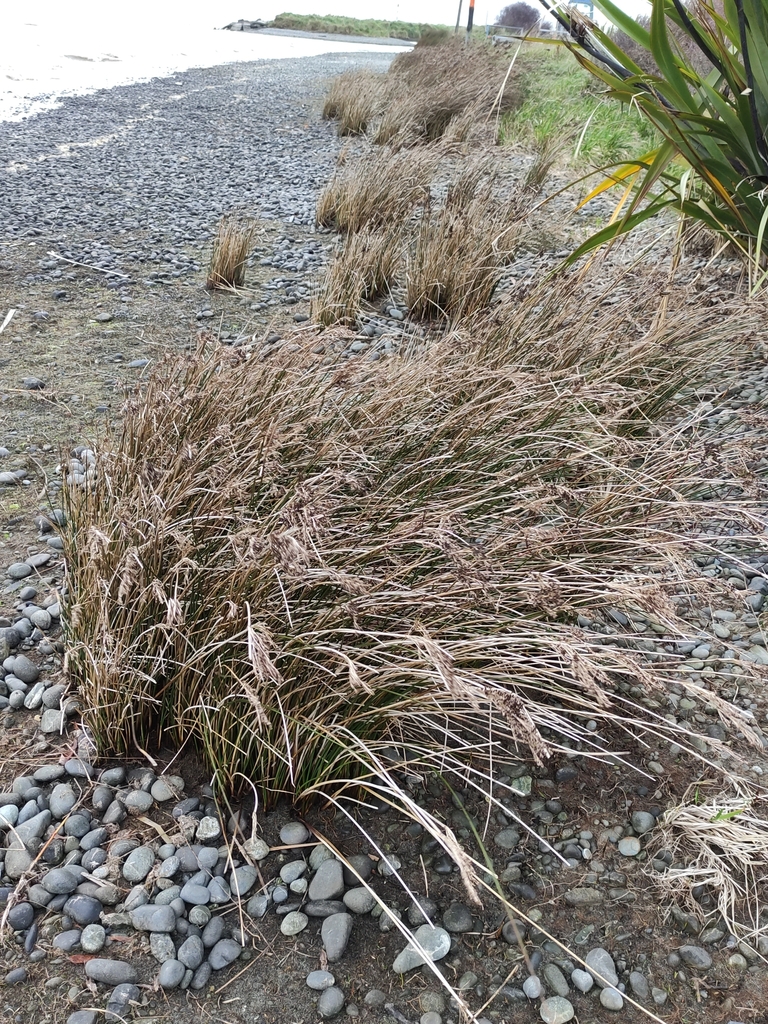 Sea Rush from Selwyn, NZ-CA, NZ on June 25, 2023 at 10:39 AM by Jenny ...