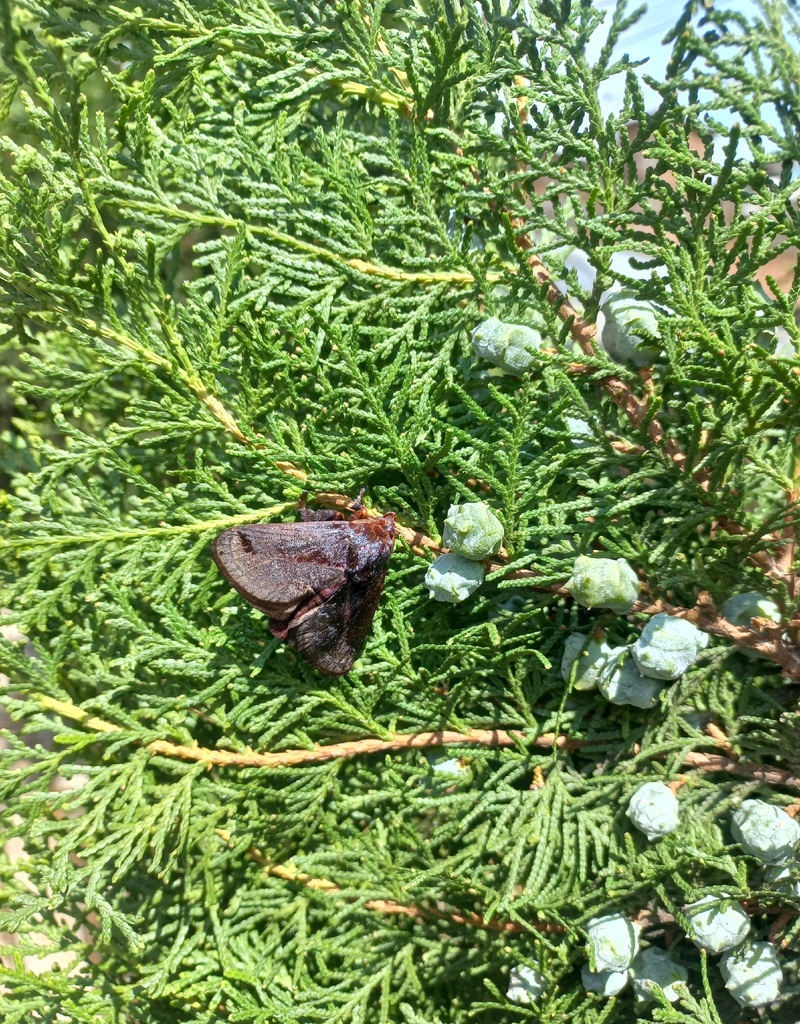 Phocoderma velutina from Kushma, Nepal on June 25, 2023 at 10:11 AM by ...