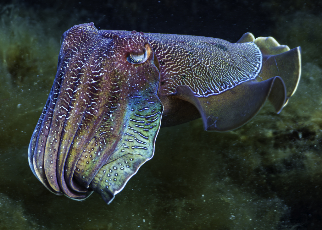 Australian Giant Cuttlefish from Backy Point SA 5601, Australia on June ...