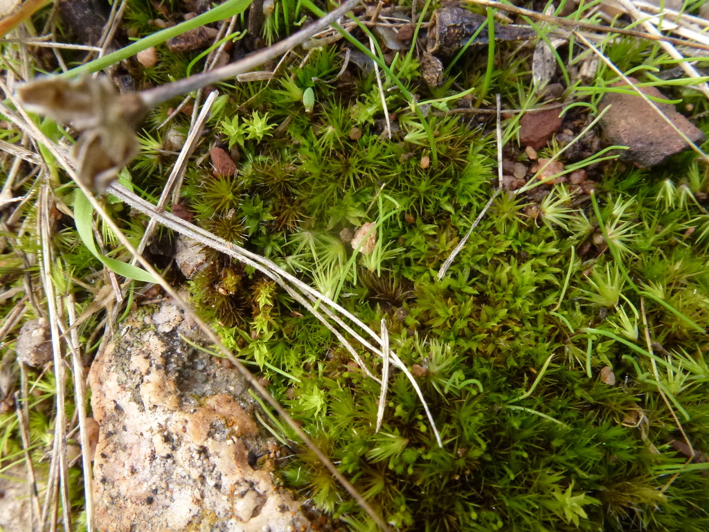 Campylopus clavatus from Randell Reserve, Mitcham SA, Australia on June ...