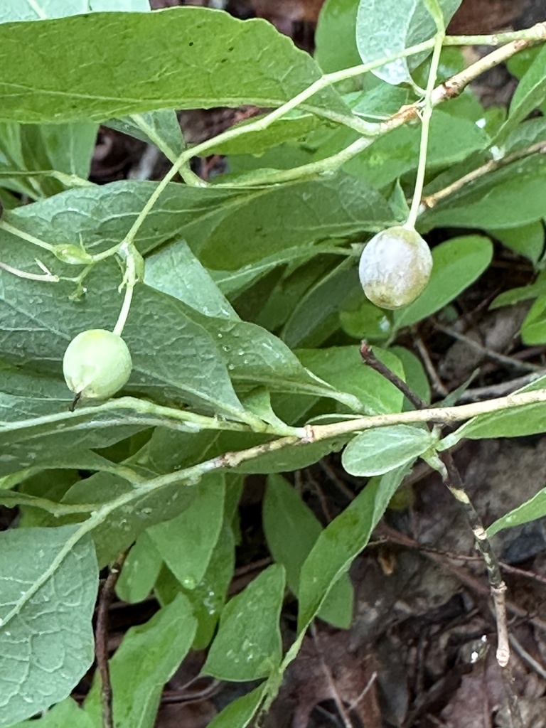 dangleberry from Bruington, VA, US on June 24, 2023 at 11:01 AM by ...