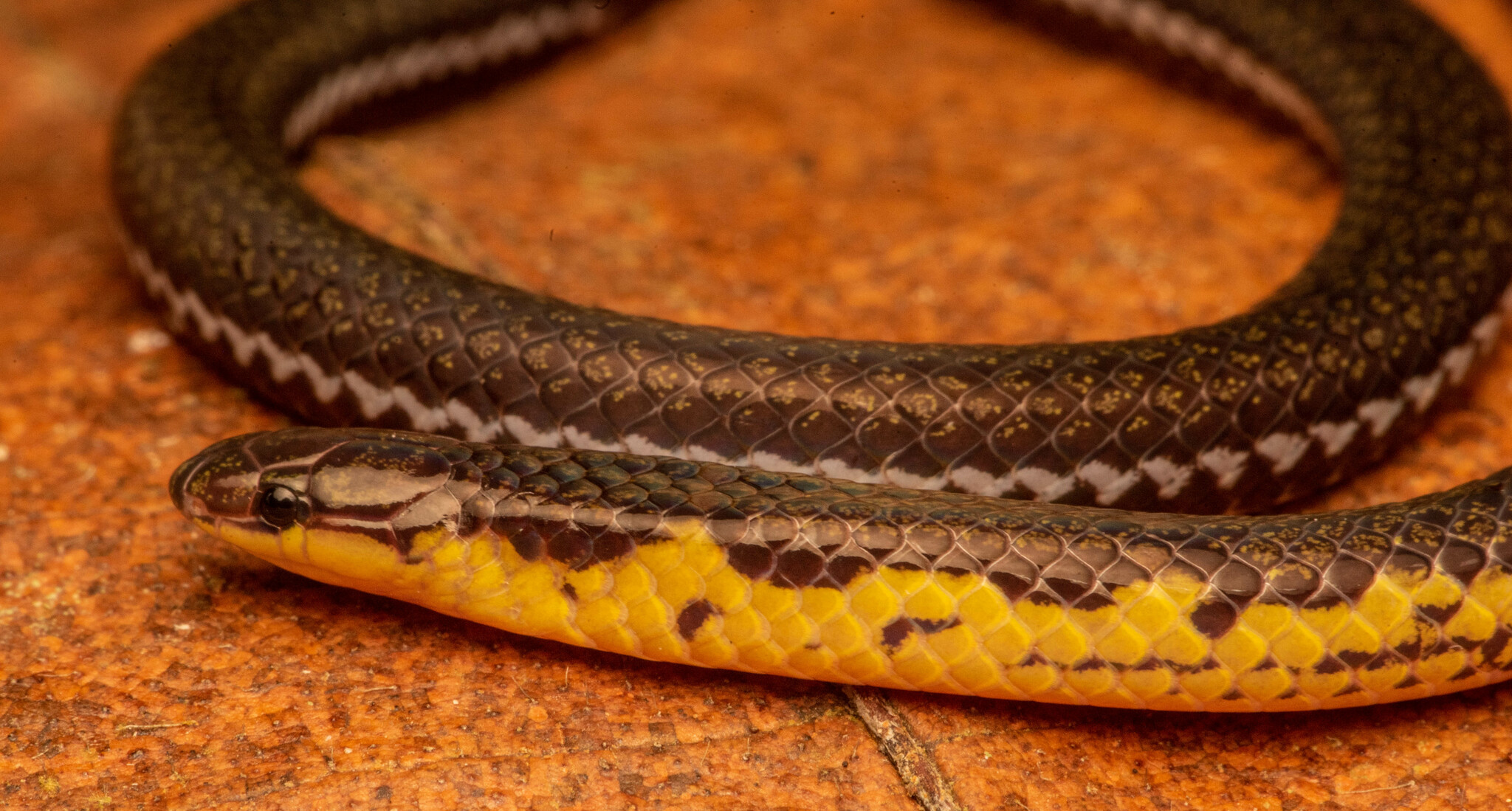 Calamaria H.Boie, 1827