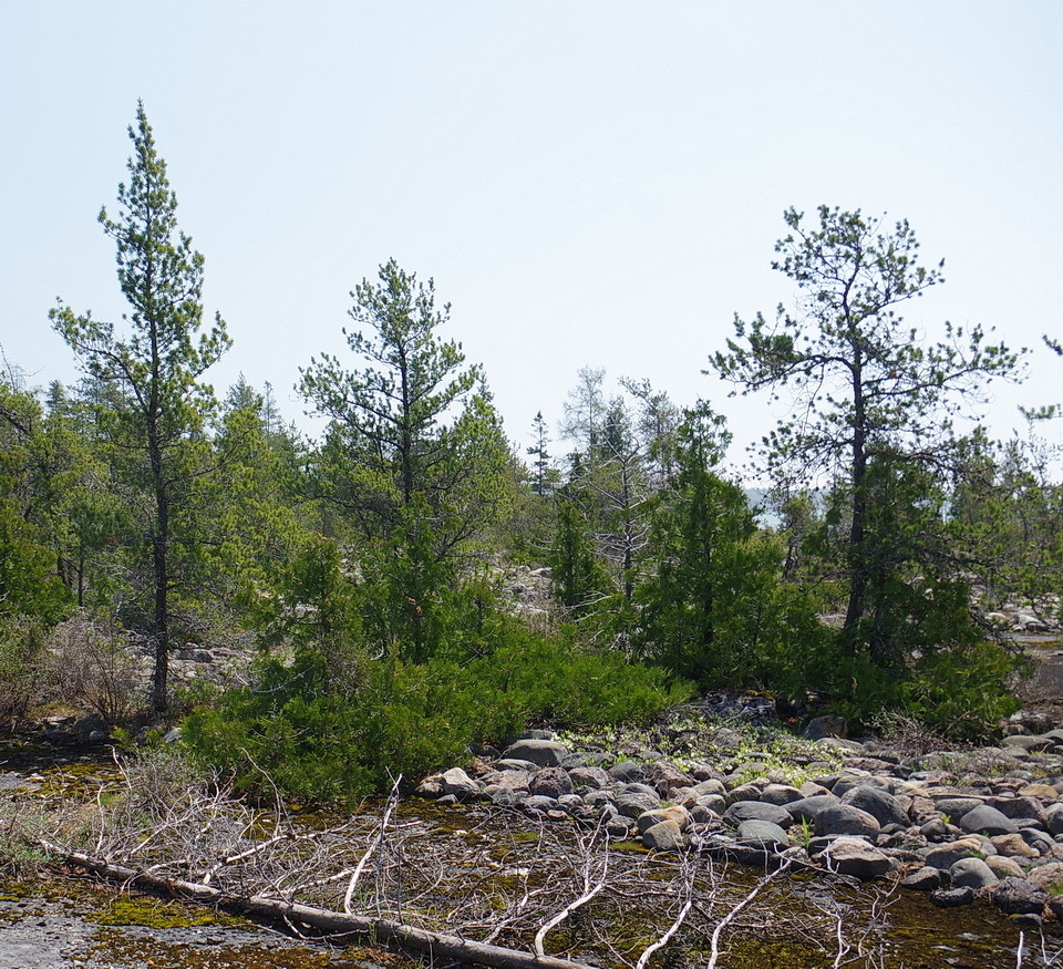 Jack pine from Manitoulin, Ontario, Canada on May 27, 2018 at 11:57 AM ...