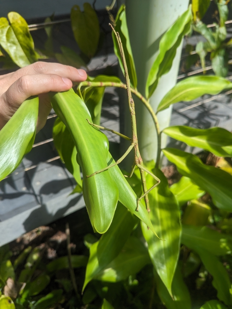 Wülfing's Stick Insect from Cape Tribulation QLD 4873, Australia on ...