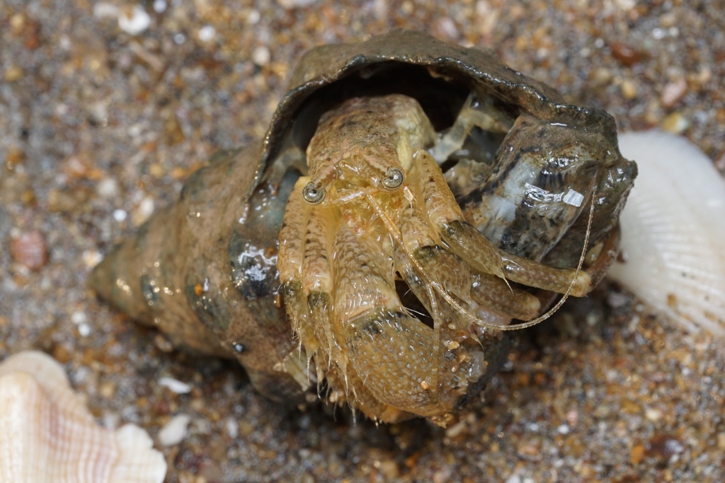 Pagurus from Ningbo, CN-ZJ, CN on November 10, 2022 at 07:42 PM by ...