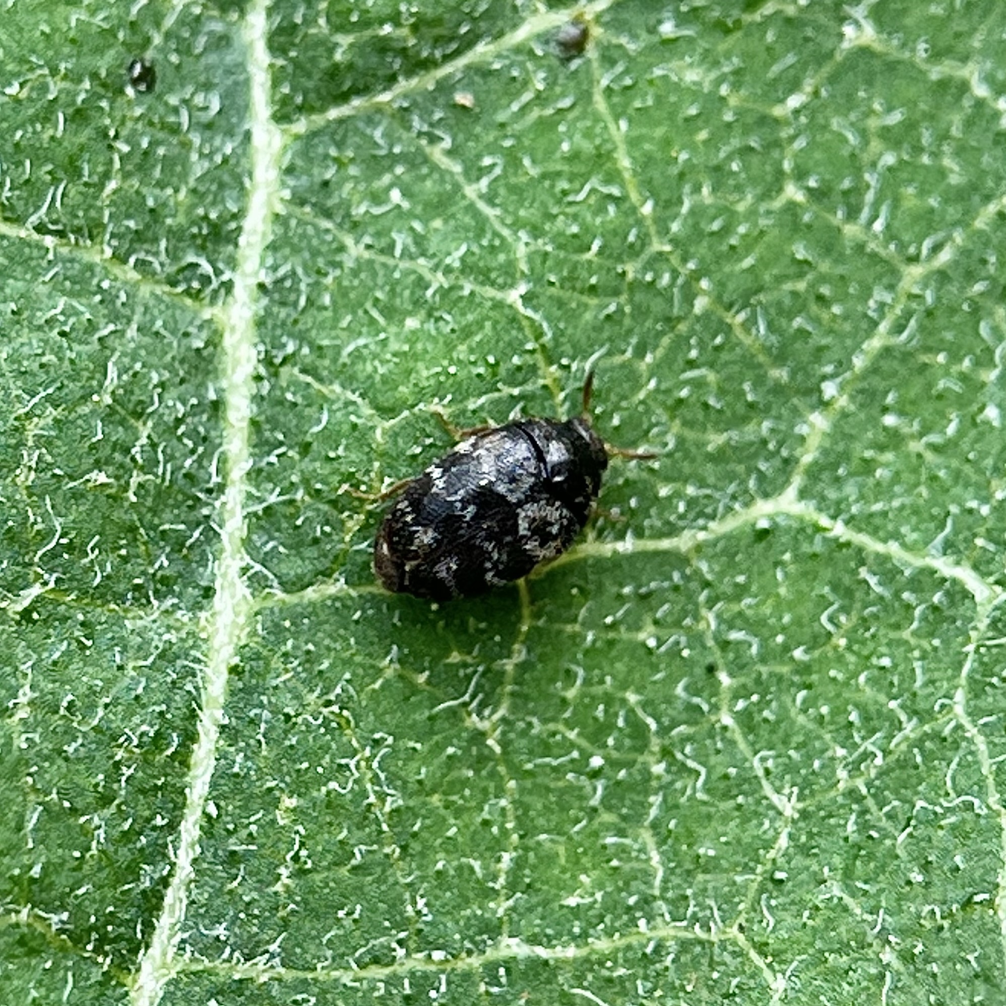 Trogoderma glabrum (Herbst, 1783)