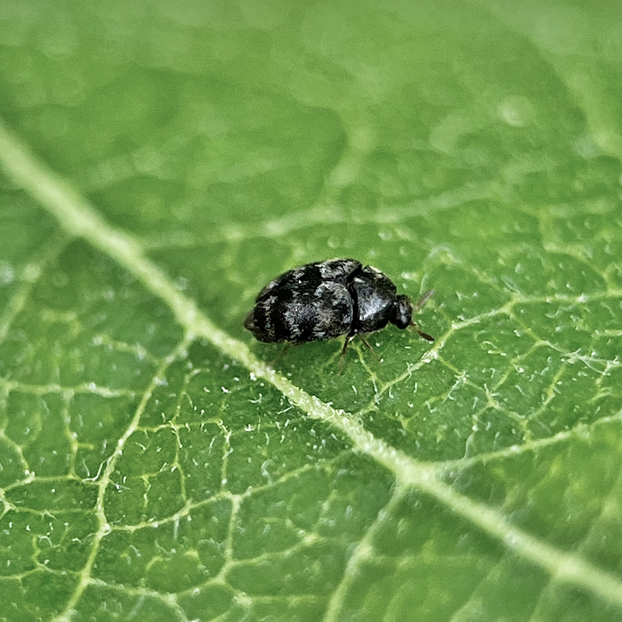 Trogoderma glabrum (Herbst, 1783)