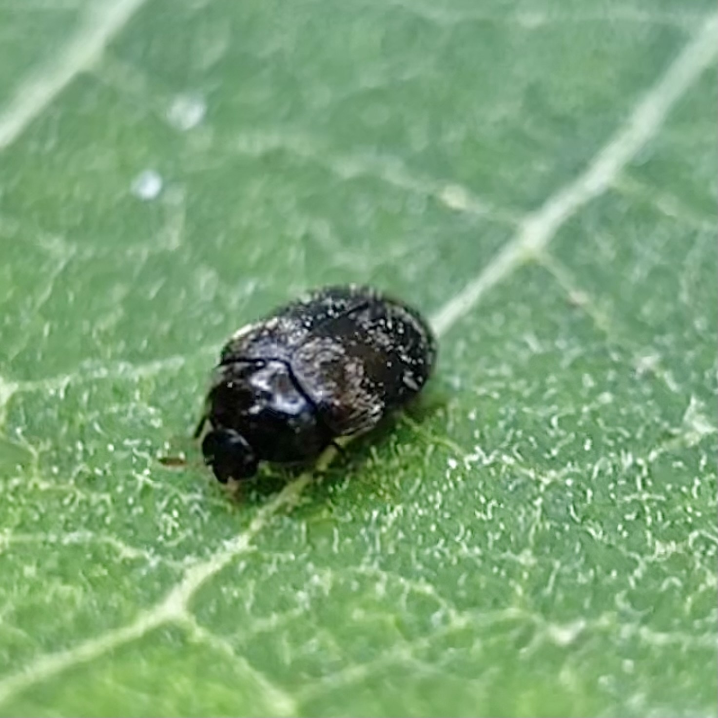 Trogoderma glabrum (Herbst, 1783)