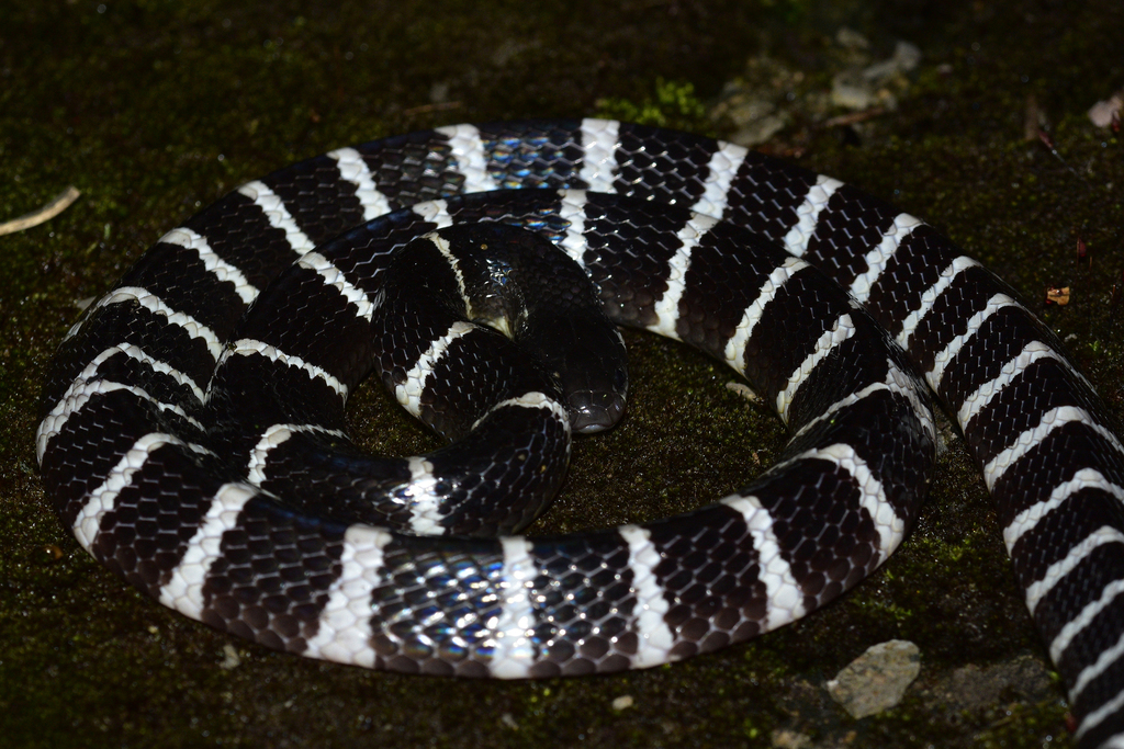 Many-banded Krait from 中国安徽省黄山市休宁县 on June 21, 2023 at 08:52 PM by 龙栩川 ...