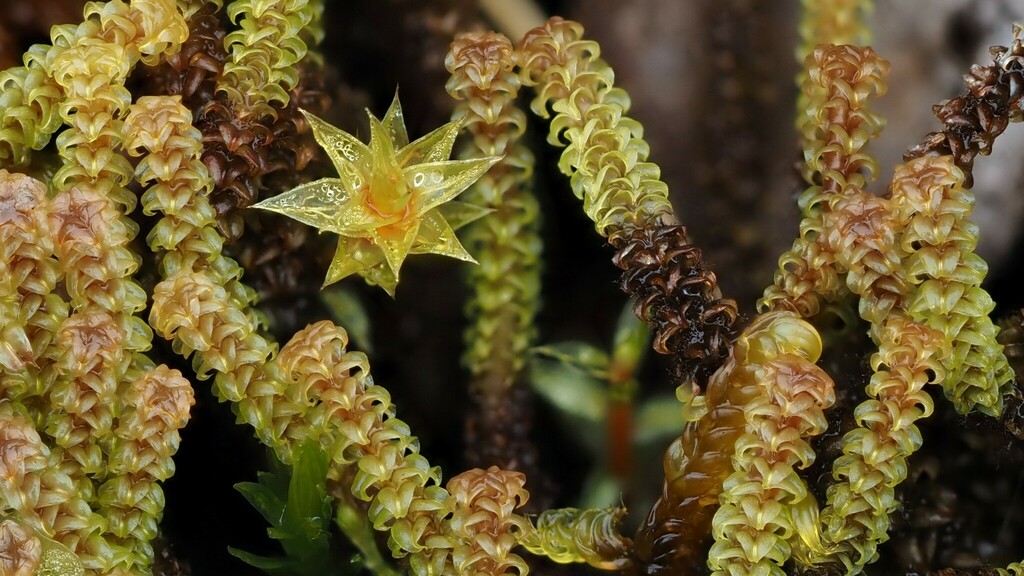 Tufted Fen-moss from Målselv, Norwegen on October 9, 2022 at 08:57 AM ...