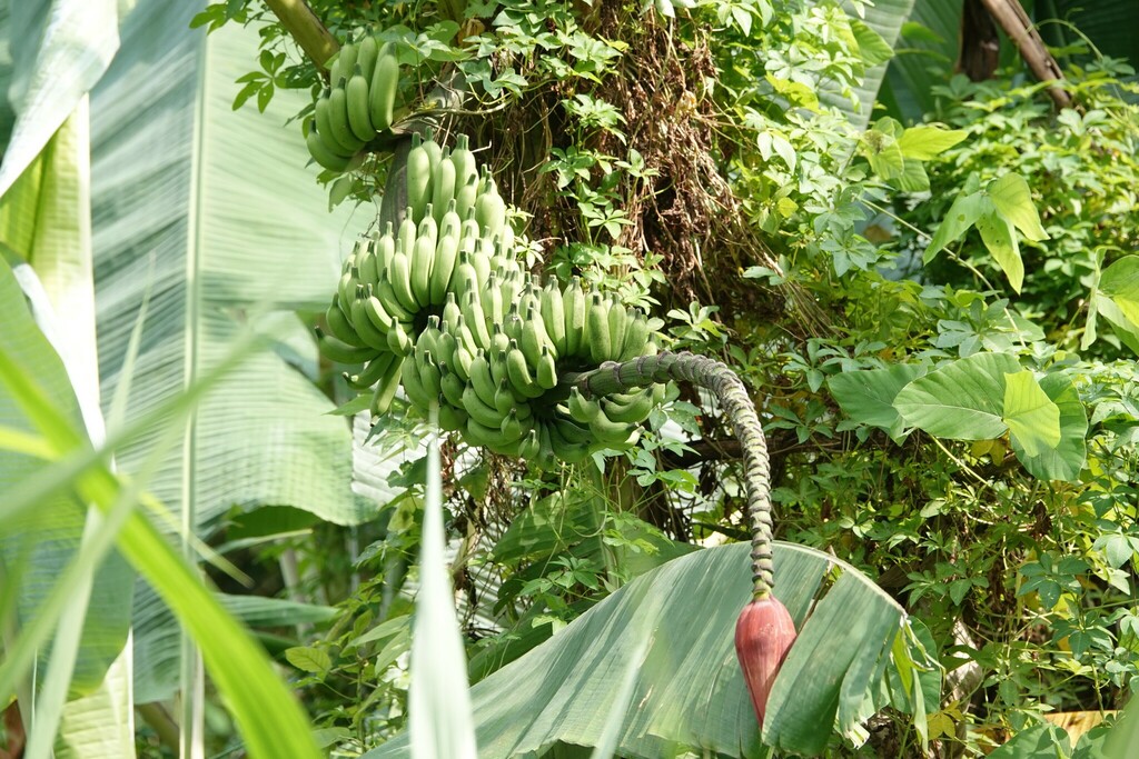 Musa acuminata malaccensis from Tampines, Singapore on June 25, 2023 at ...