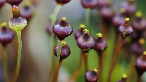 Rugged Dung Moss (Splachnum vasculosum) · iNaturalist