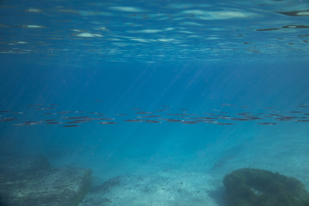 Southern Garfish from Warringah, AU-NS, AU on June 12, 2023 at 01:20 PM ...