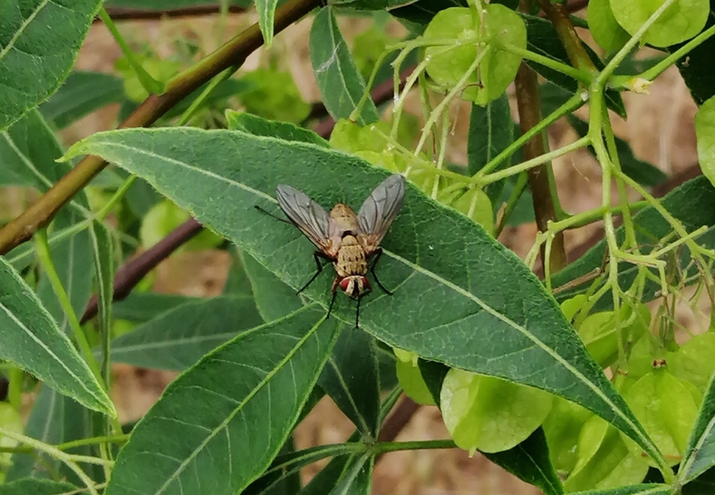 Dexia rustica from Дніпровський район, Київ, Україна, 02000 on June 25 ...