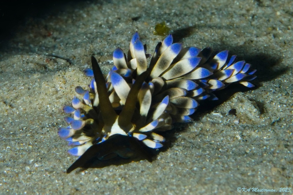 Trinchesia from Gold Coast QLD, Australia on June 17, 2023 at 07:34 AM ...