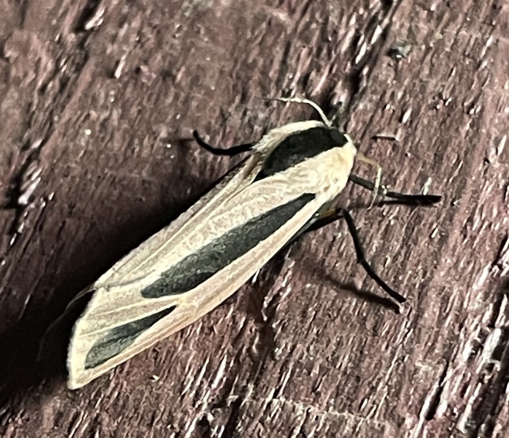 Baphomet Moth from Yabulu, QLD, AU on June 25, 2023 at 08:16 PM by ...