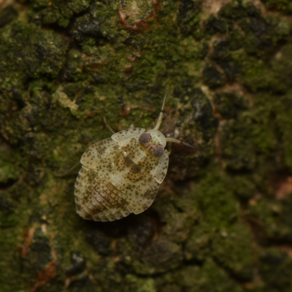 Jumping Tree Bugs from Dujiangyan City, Chengdu, Sichuan, China on June ...