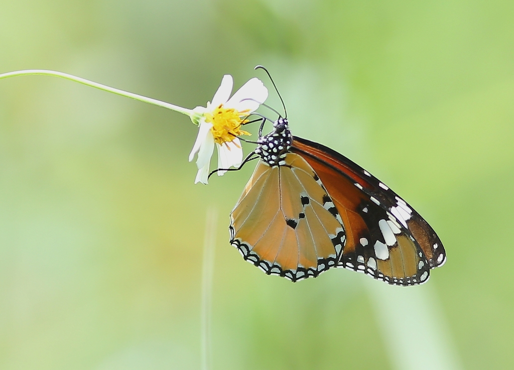 Plain Tiger Butterfly in June 2023 by Goofy Ko · iNaturalist
