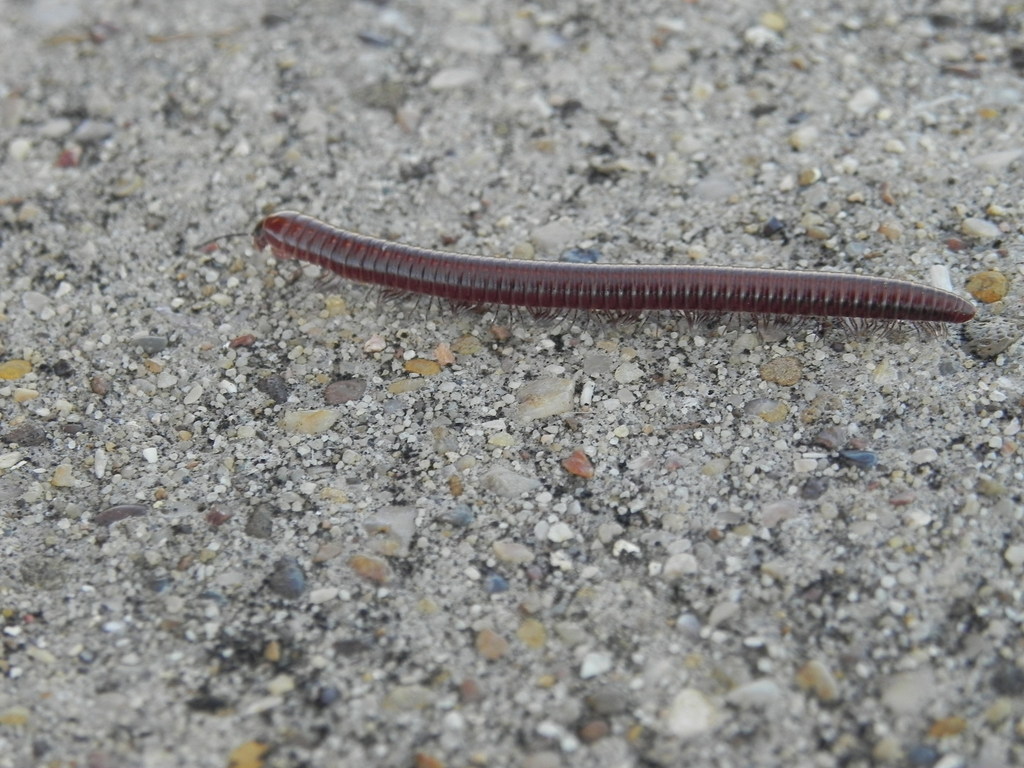 Parajulid Millipedes from Cedar Hill State Park on January 27, 2016 at ...