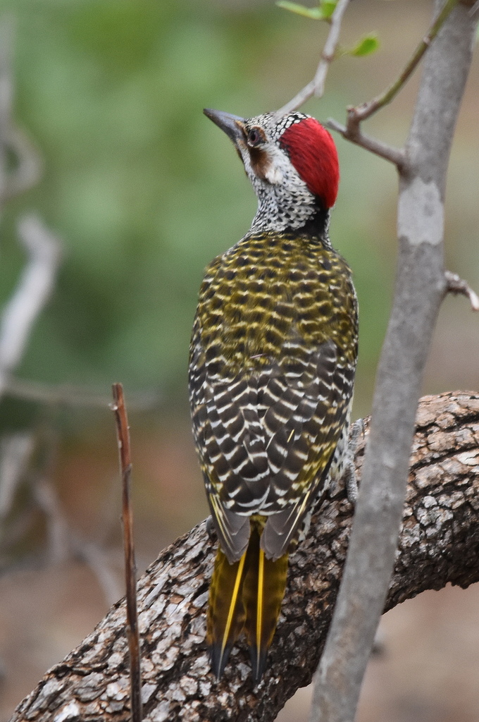 Bennett's Woodpecker from Mphongolo loop, Kruger NP on November 23 ...