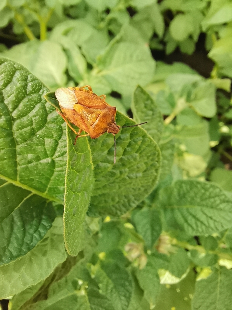 northern fruit bug from Каменск-Уральский, Свердловская обл., Россия ...