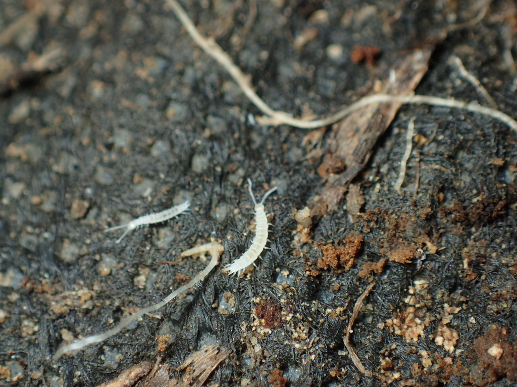 Symphylans from Lam Tsuen, Hong Kong on December 15, 2018 at 05:18 PM ...