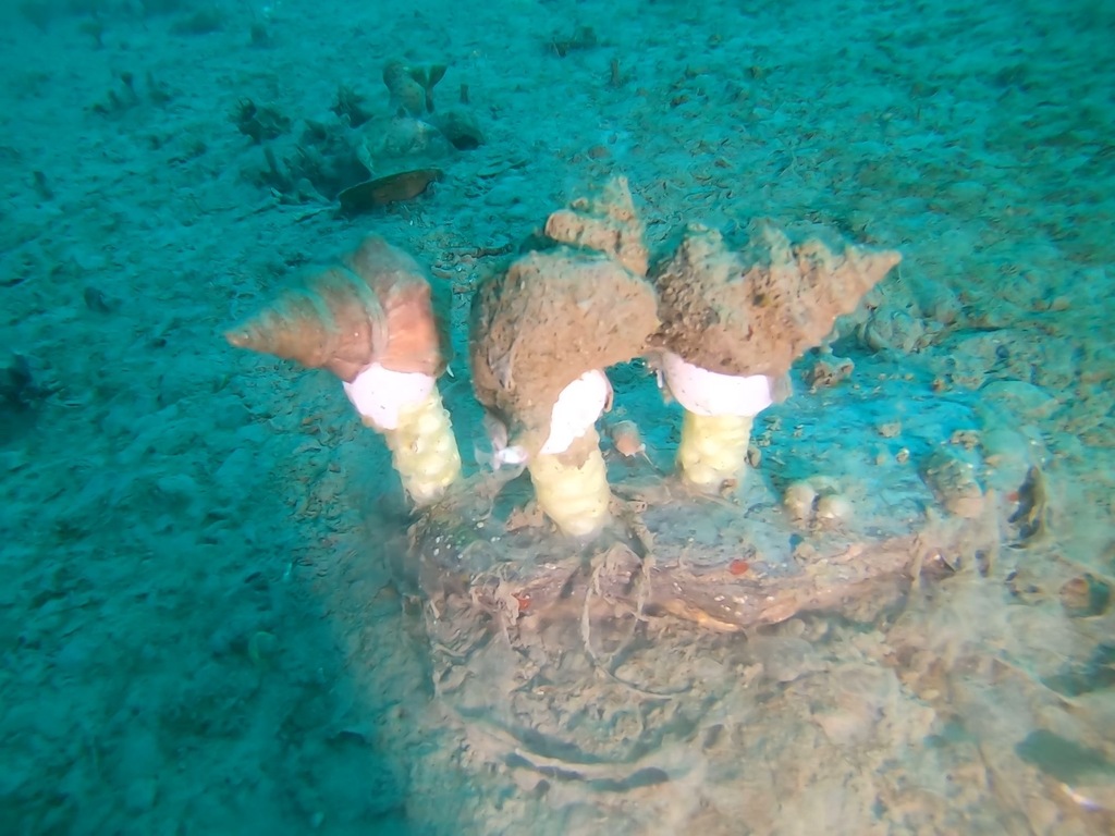 Neptunea despecta from Svalbard on June 4, 2023 at 04:18 PM by wrecklessmarine · iNaturalist