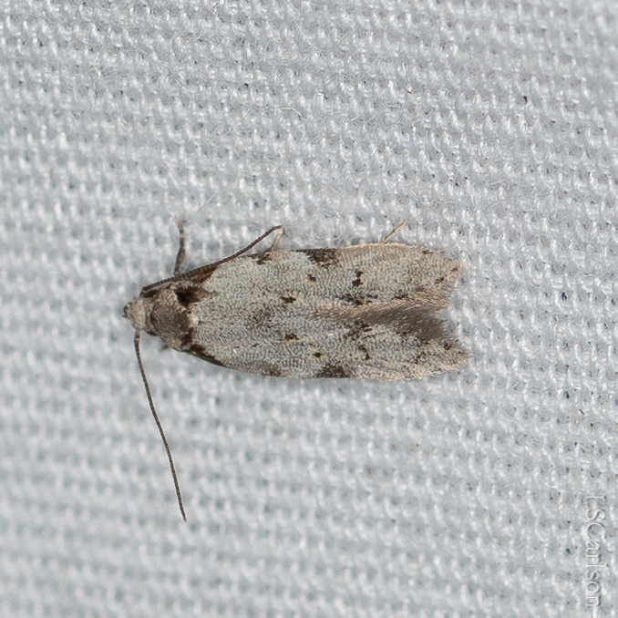 Triangle-marked Twirler Moth from 1507 U.S. Hwy 70A, Hillsborough, NC ...