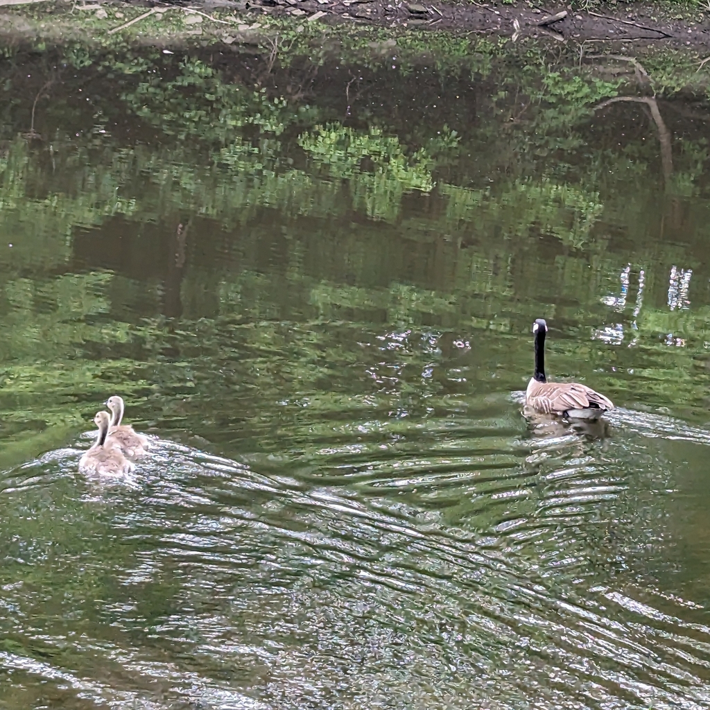 Canada Goose from Lansing, MI 48912, USA on June 25, 2023 at 09:10 AM ...