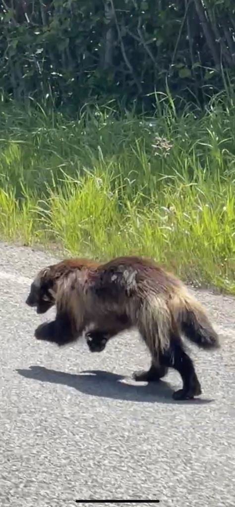 Wolverine from Glacier National Park, Polebridge, MT, US on June 23 ...