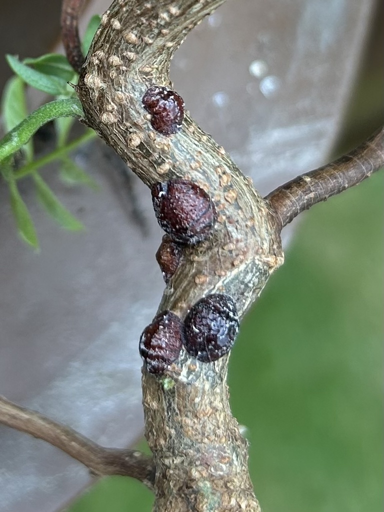 Soft scales from Eglingham Way, Morpeth, England, GB on June 25, 2023 ...