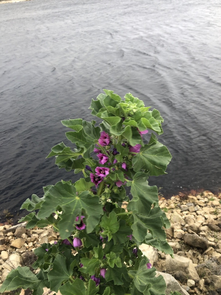 Tree Mallow from Kleinplaas parking to dam, Red Hill section of Table ...
