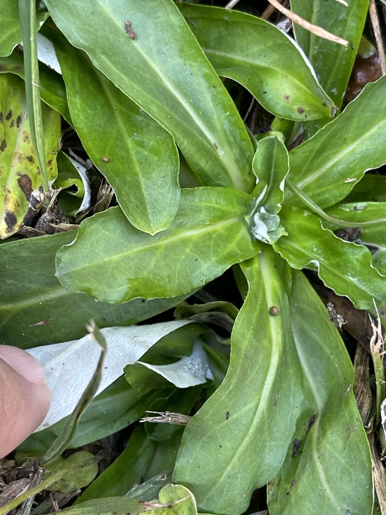 Gamochaeta impatiens from Makhado, Louis Trichardt, LP, ZA on June 25 ...