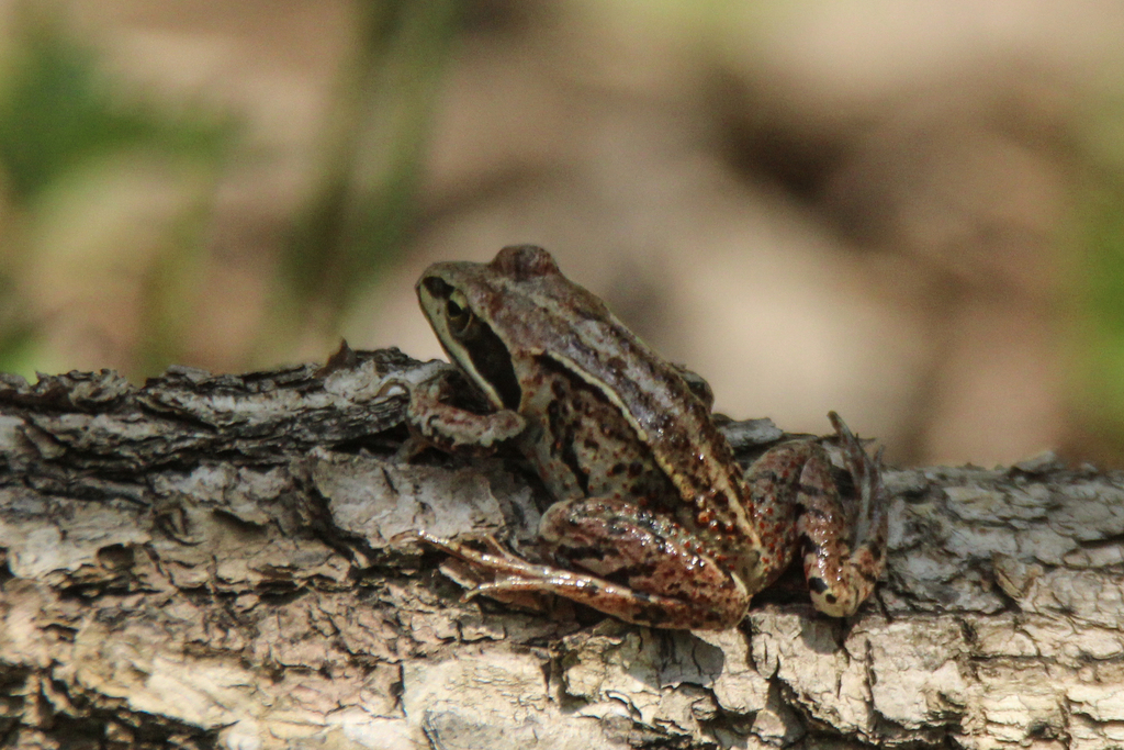 Siberian Wood Frog from Надеждинский р-н, Приморский край, Россия on ...