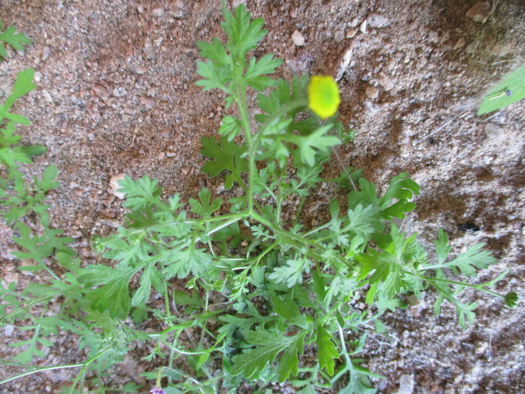 Foveolina schinziana from Erongo Region, Namibia on June 24, 2023 at 11 ...
