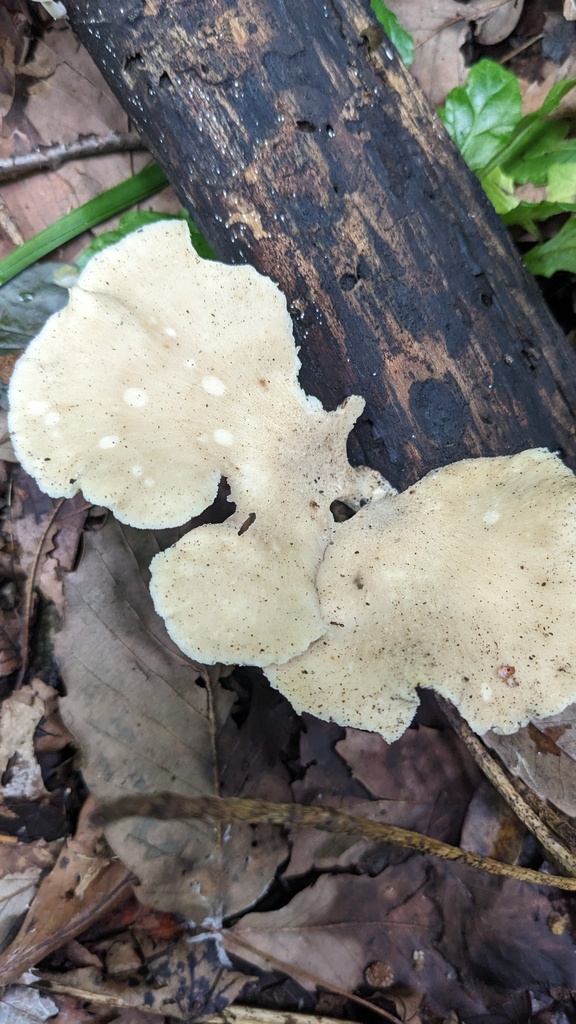 Favolus acervatus from 日本、神奈川県横浜市栄区上郷町 横浜自然観察の森 on June 25, 2023 at 09: ...
