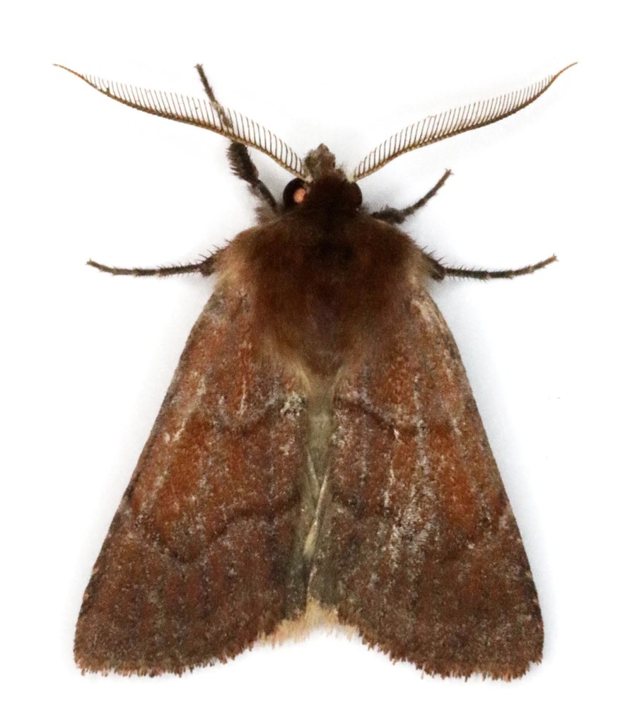 Sundew Cutworm Moth from Newfoundland and Labrador, Canada on June 25 ...