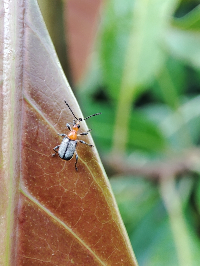 Mango leaf-cutting weevil from 1 ตำบล ไผ่ขวาง อำเภอเมืองพิจิตร พิจิตร ...