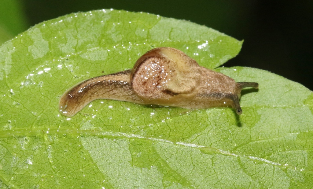 Iridescent Semi-Slug from Brisbane QLD, Australia on November 11, 2018 ...