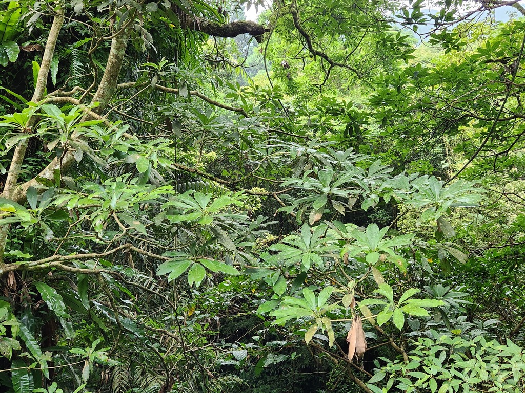 Large-leaved Nanmu from 台灣台北 on June 19, 2023 at 06:23 AM by 胡正恆 ...
