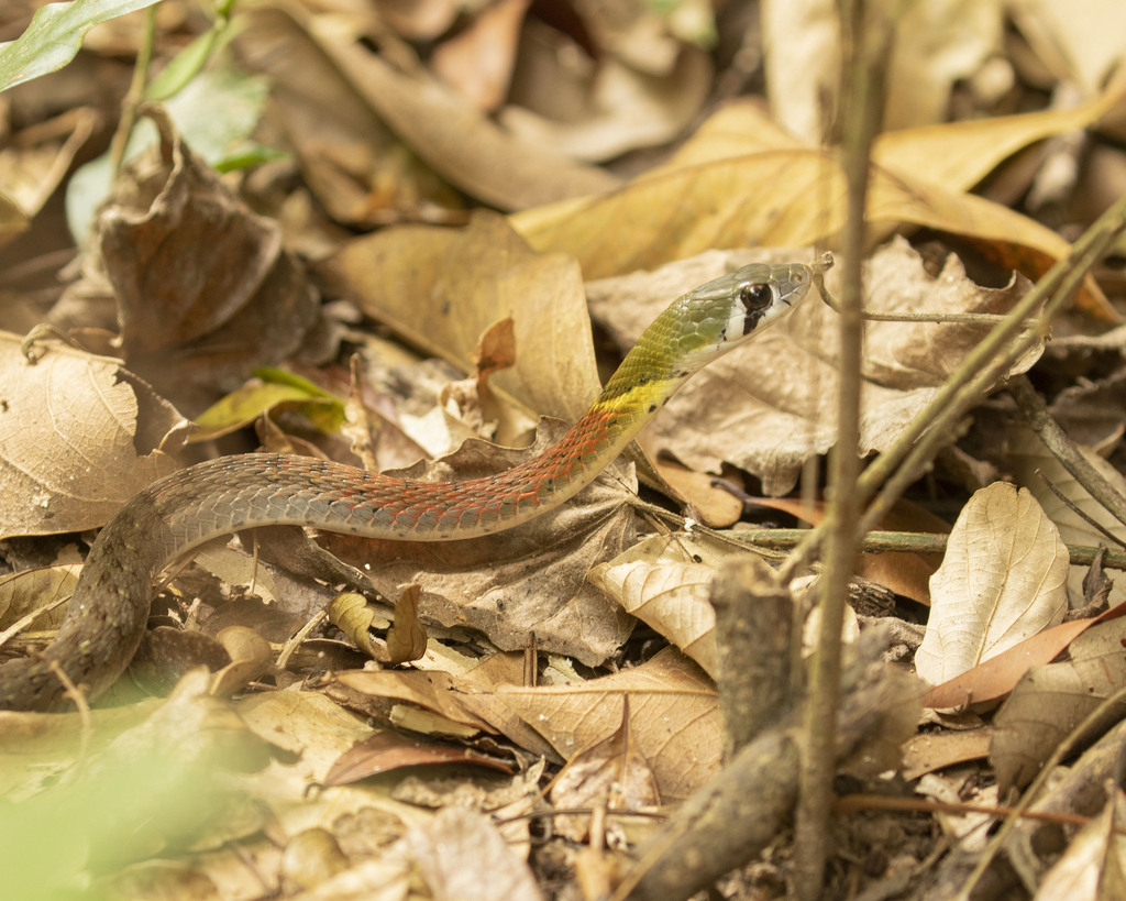 Siamese Red-necked keelback from Thung Maha Charoen, Wang Nam Yen ...