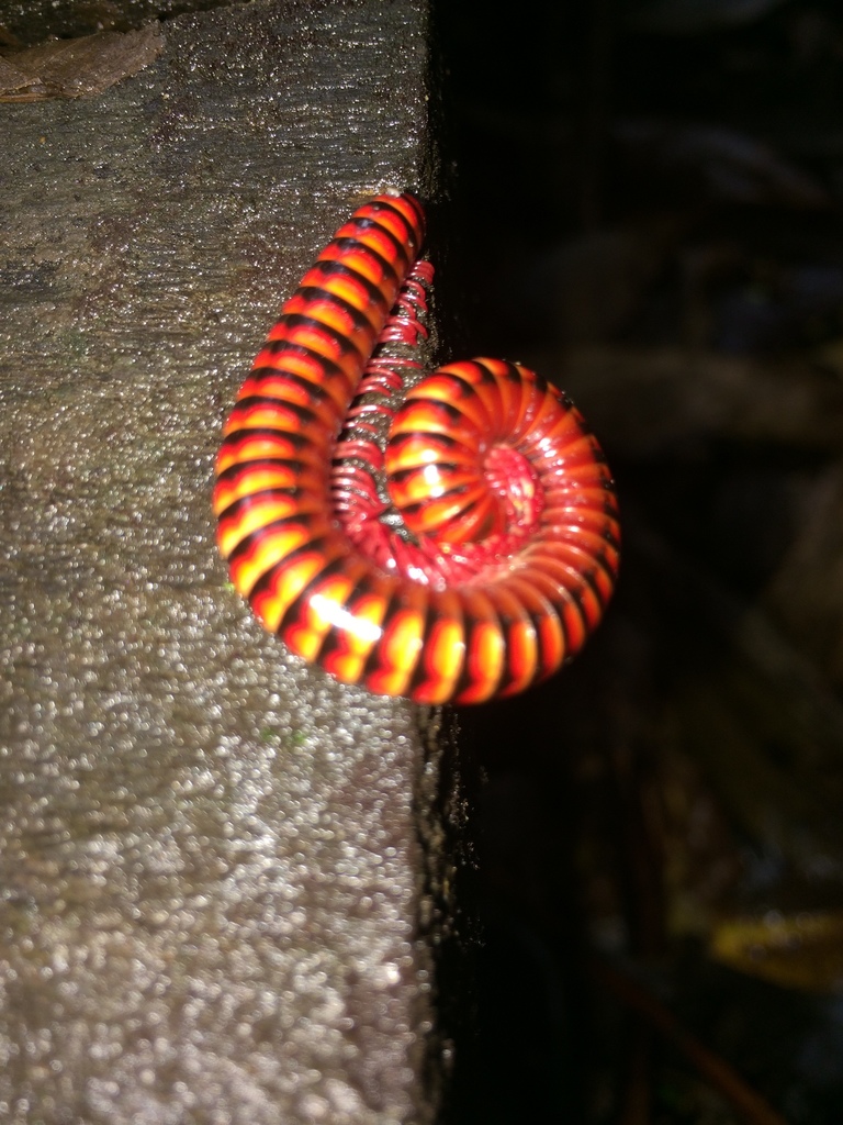 Shining Red Millipede from Uthungulu, ZA-NL, ZA on December 21, 2018 at ...