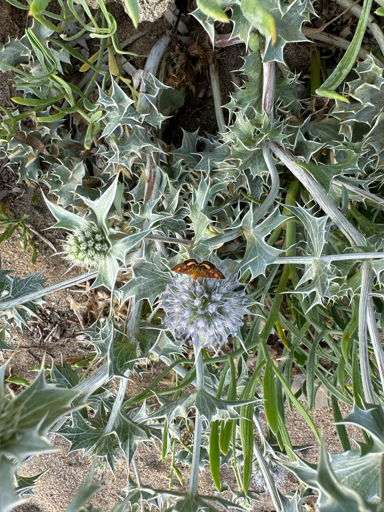 Mint Moths from Adelianos Kampos on June 22, 2023 at 07:25 AM by ...