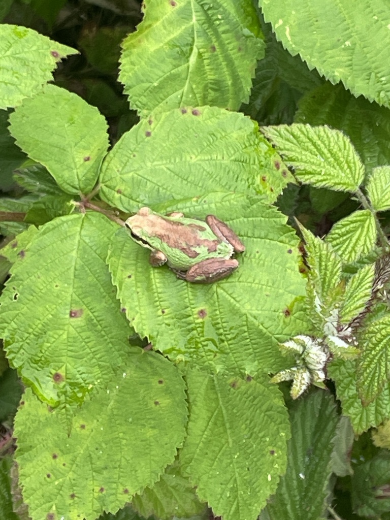 Northern Pacific Tree Frog from Arcata Bay, CA, US on June 25, 2023 at ...