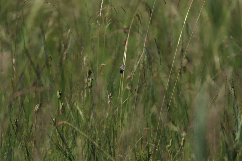 Scarce Large Blue in June 2023 by Lennart Mak · iNaturalist