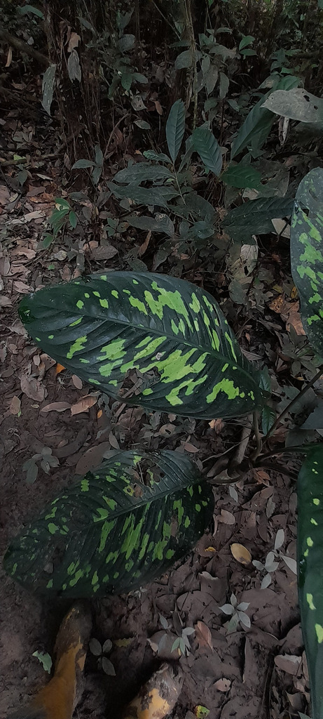 tuftroot from Orellana, Ecuador on June 20, 2023 at 08:55 AM by tomillo ...